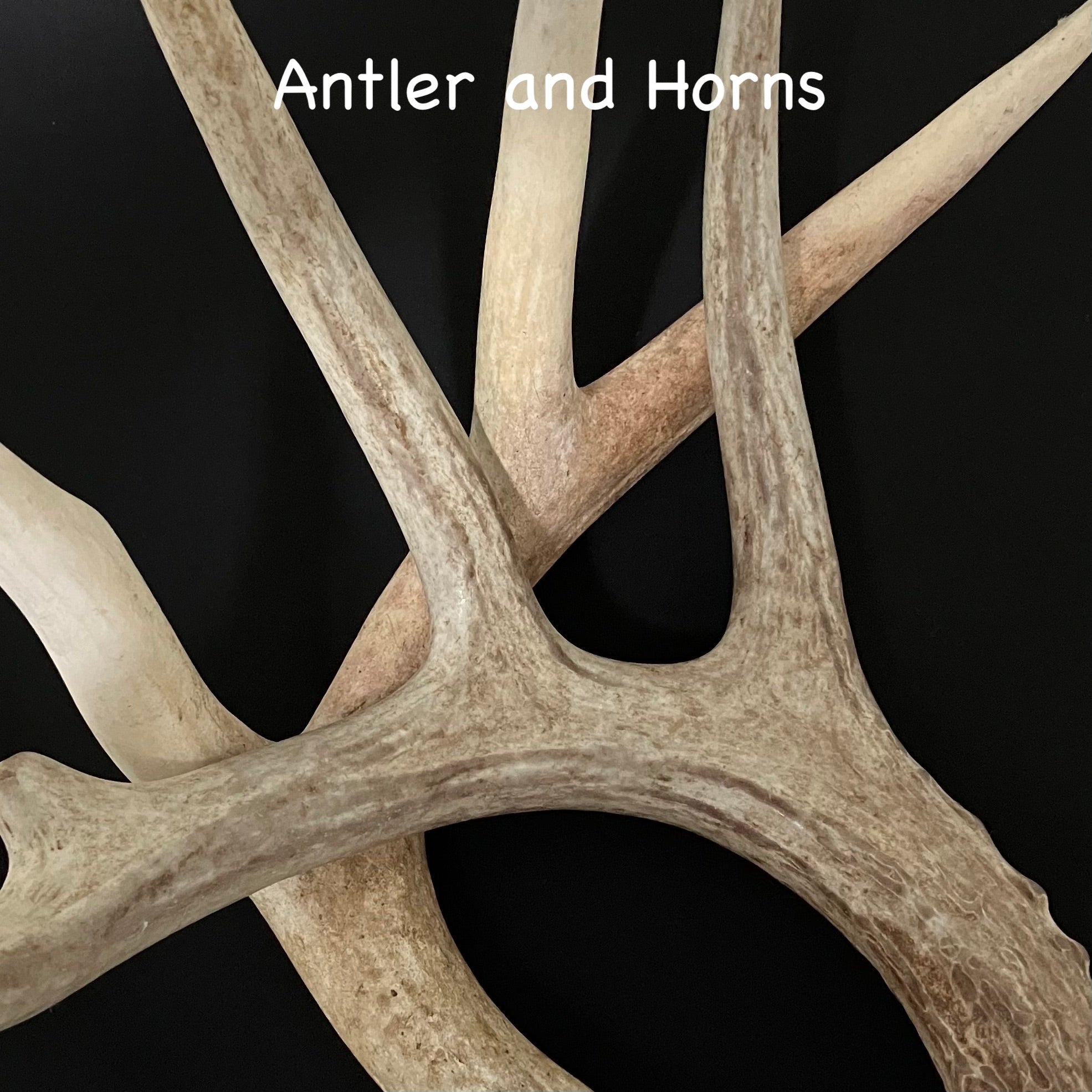 Antlers and Horns – TurningByrd Pen Studio